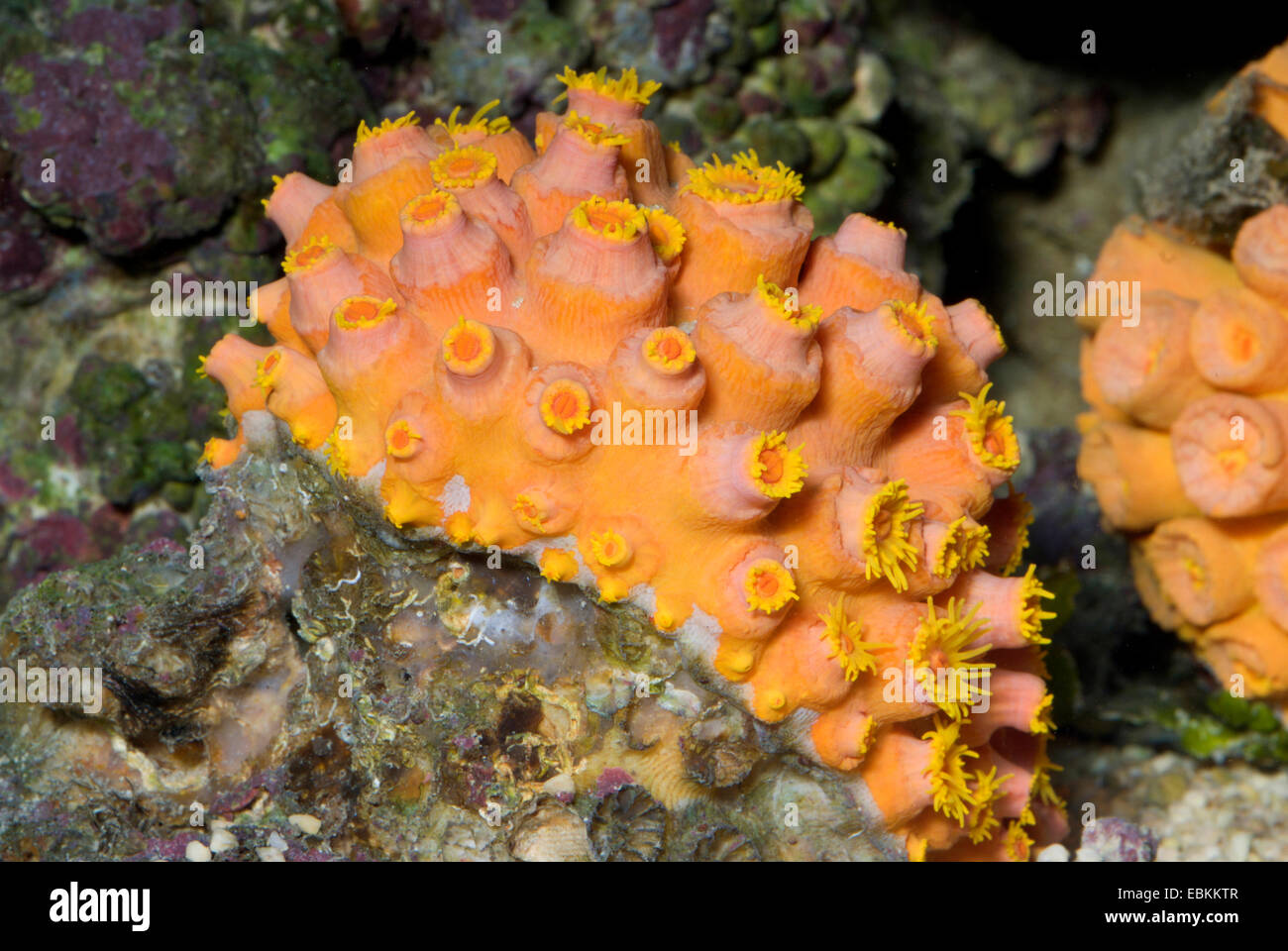 Tubastrea corals hi-res stock photography and images - Alamy