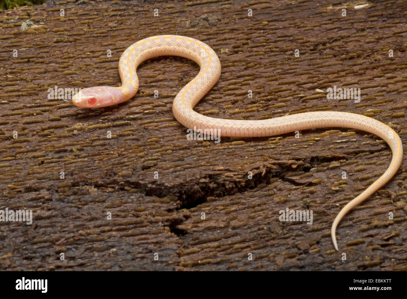Checkered Garter Snake (Thamnophis marcianus), albino Stock Photo - Alamy