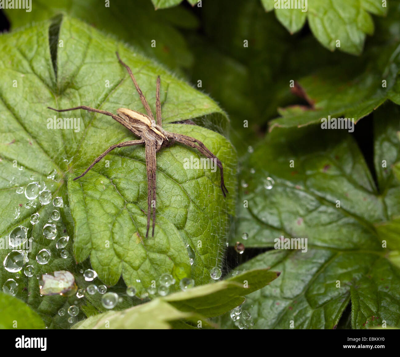 Pisaura mirabilis hi-res stock photography and images - Alamy