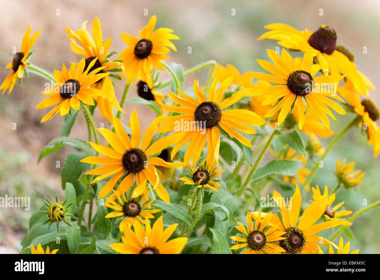 Yellow rudbeckia flower hi-res stock photography and images - Alamy