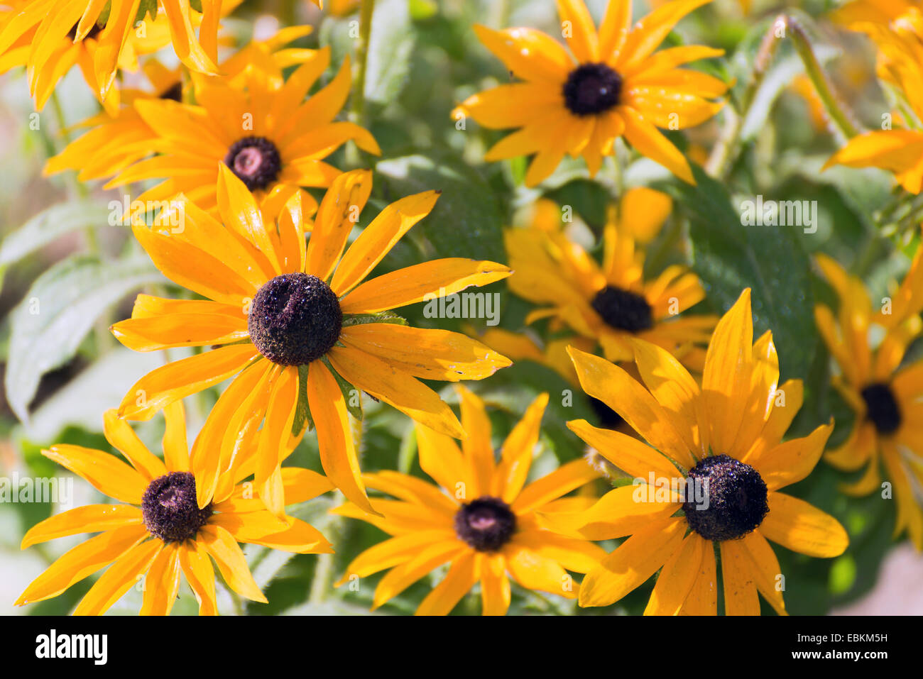 Yellow rudbeckia flower in garden Stock Photo - Alamy