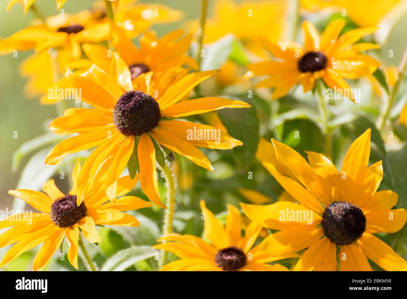 Yellow rudbeckia flower in garden Stock Photo - Alamy