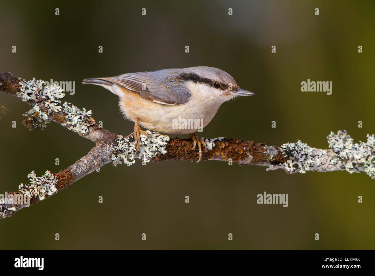 nuthatches (Sittidae), sitting on a branch with lichens, Switzerland ...