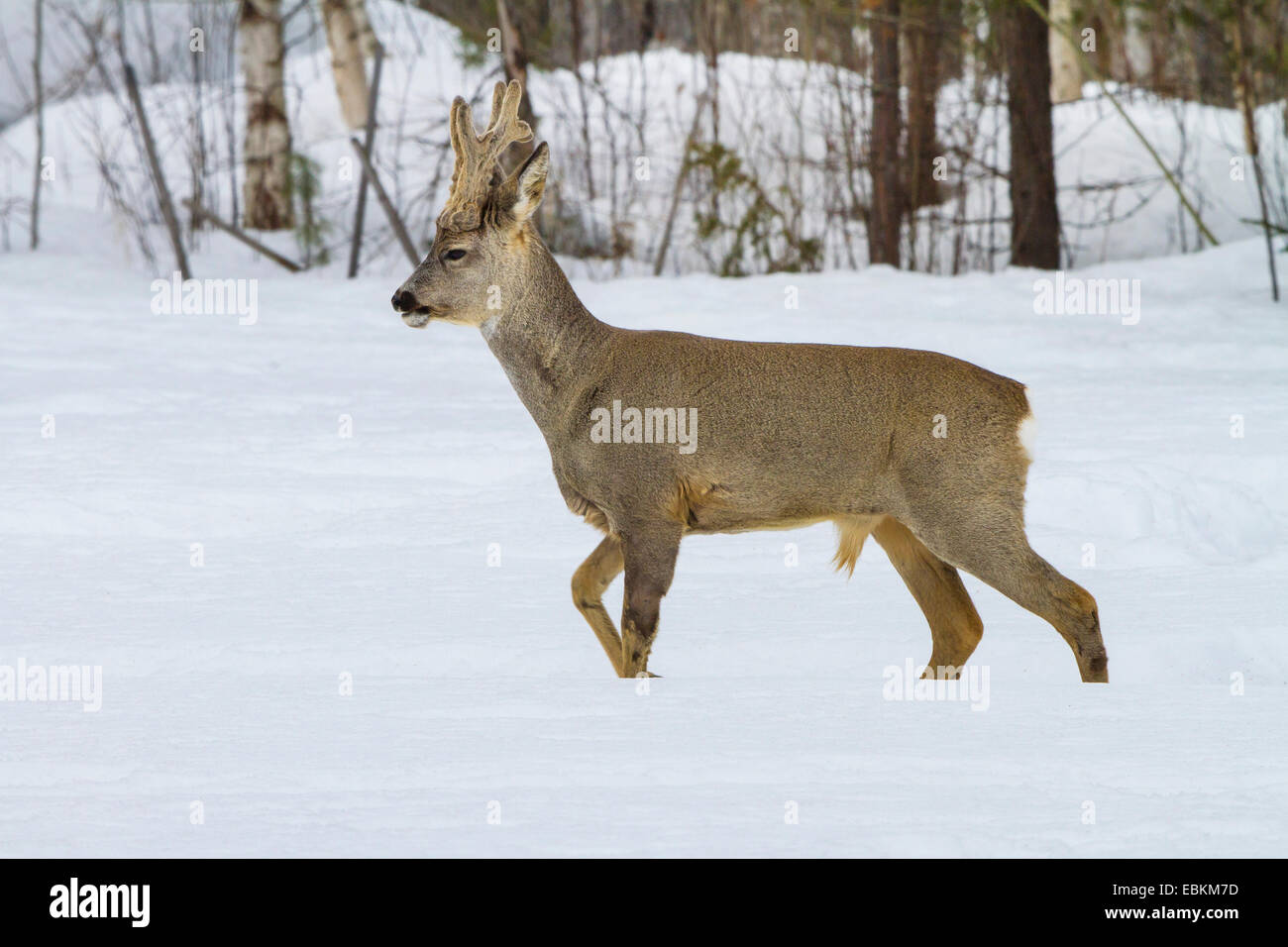roe deer (Capreolus capreolus), in snow in winter forest, Sweden, Hamra ...