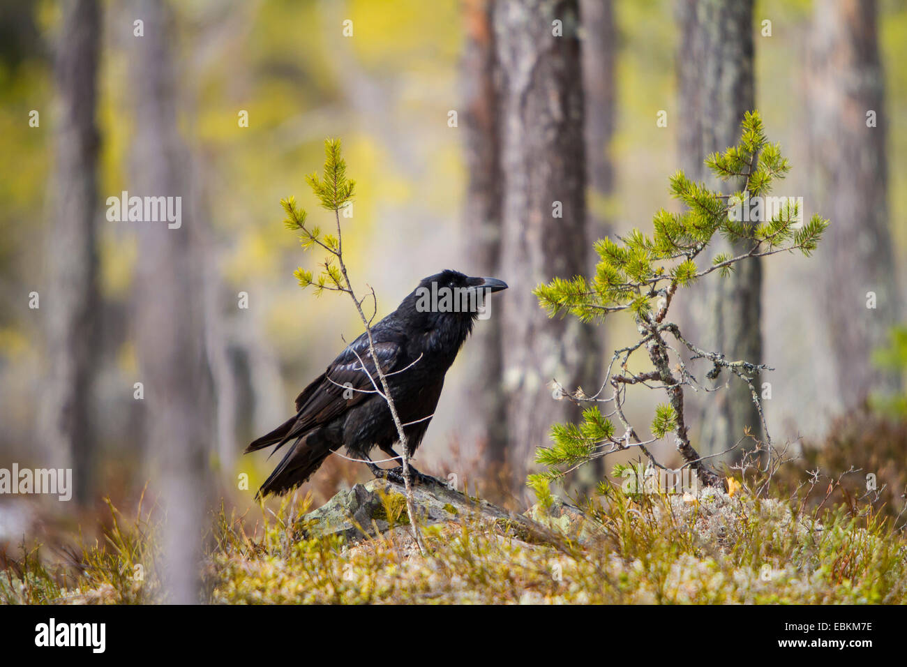 Raven habitat hi-res stock photography and images - Alamy