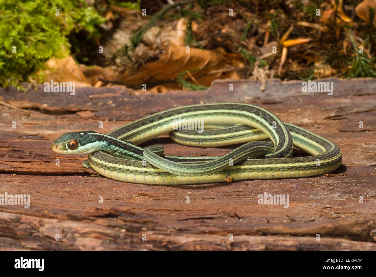 Eastern Ribbon Snake, Eastern Ribbonsnake (Thamnophis sauritus), lying ...
