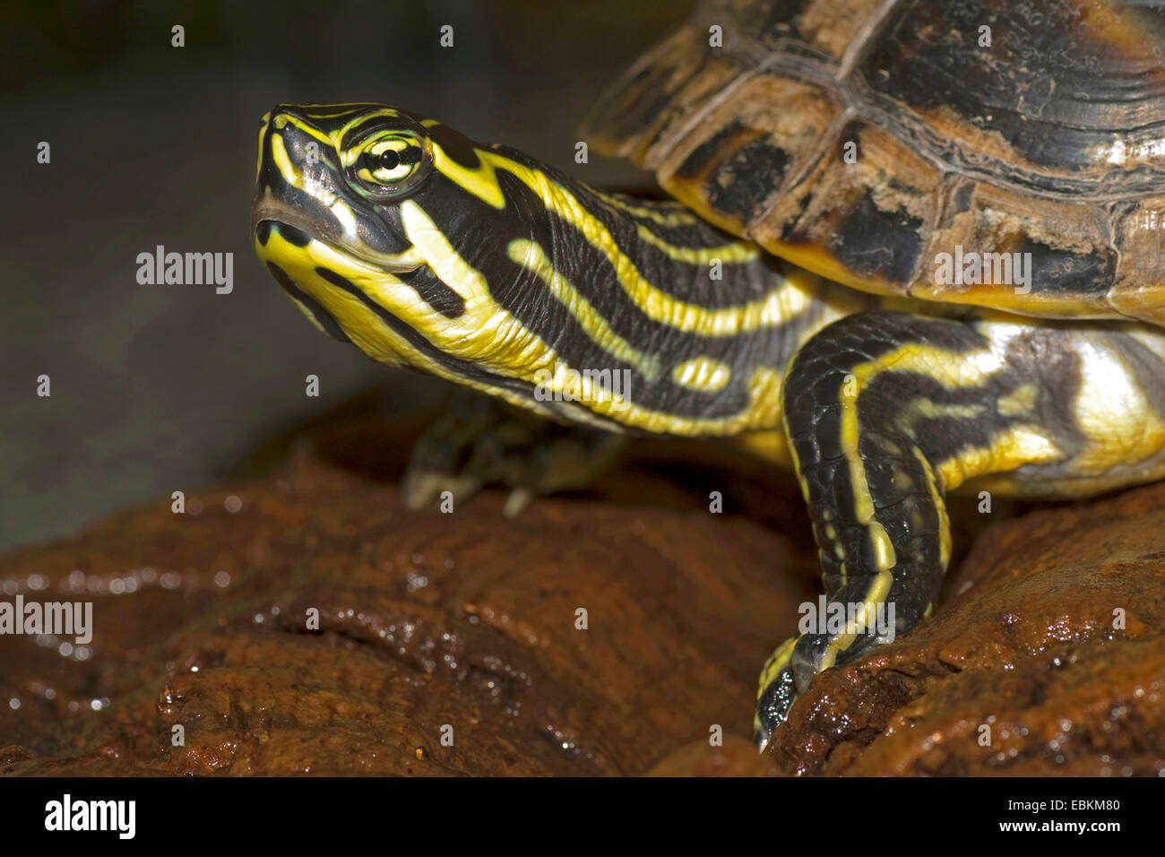 slider, common slider, pond slider, yellow-bellied turtle (Trachemys ...