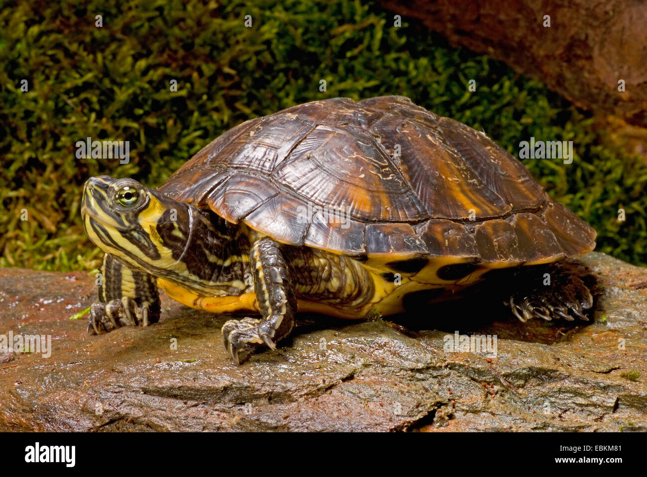 Yellow Slider Water Turtle at Lisa Teixeira blog