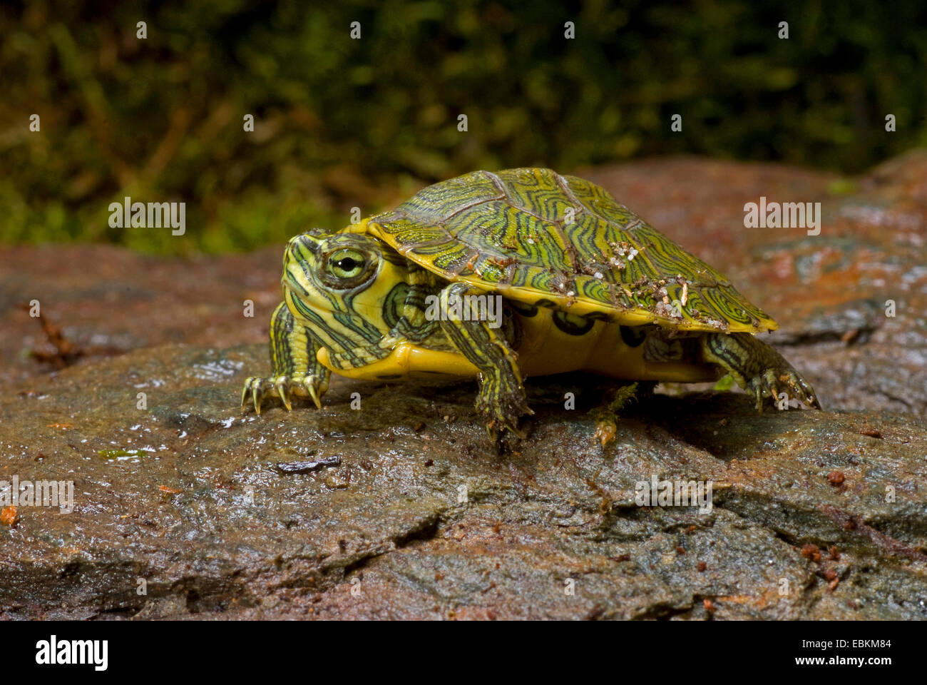 Cumberland slider (Trachemys scripta troostii, Pseudemys scripta ...