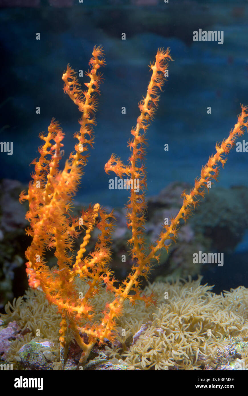 Sea Fan (Swiftia spec.), side view of a colony Stock Photo - Alamy