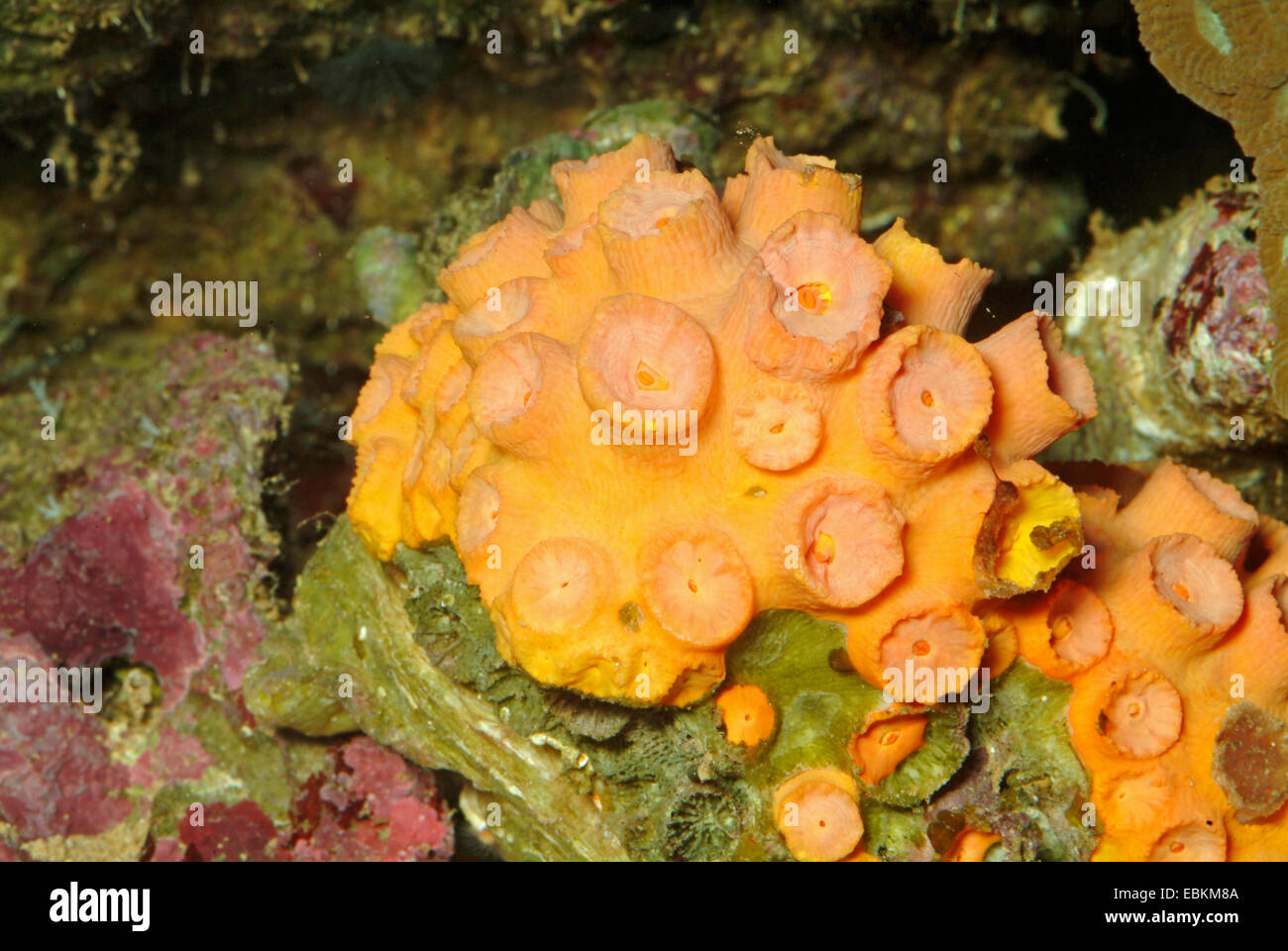 Asian coral hi-res stock photography and images - Alamy