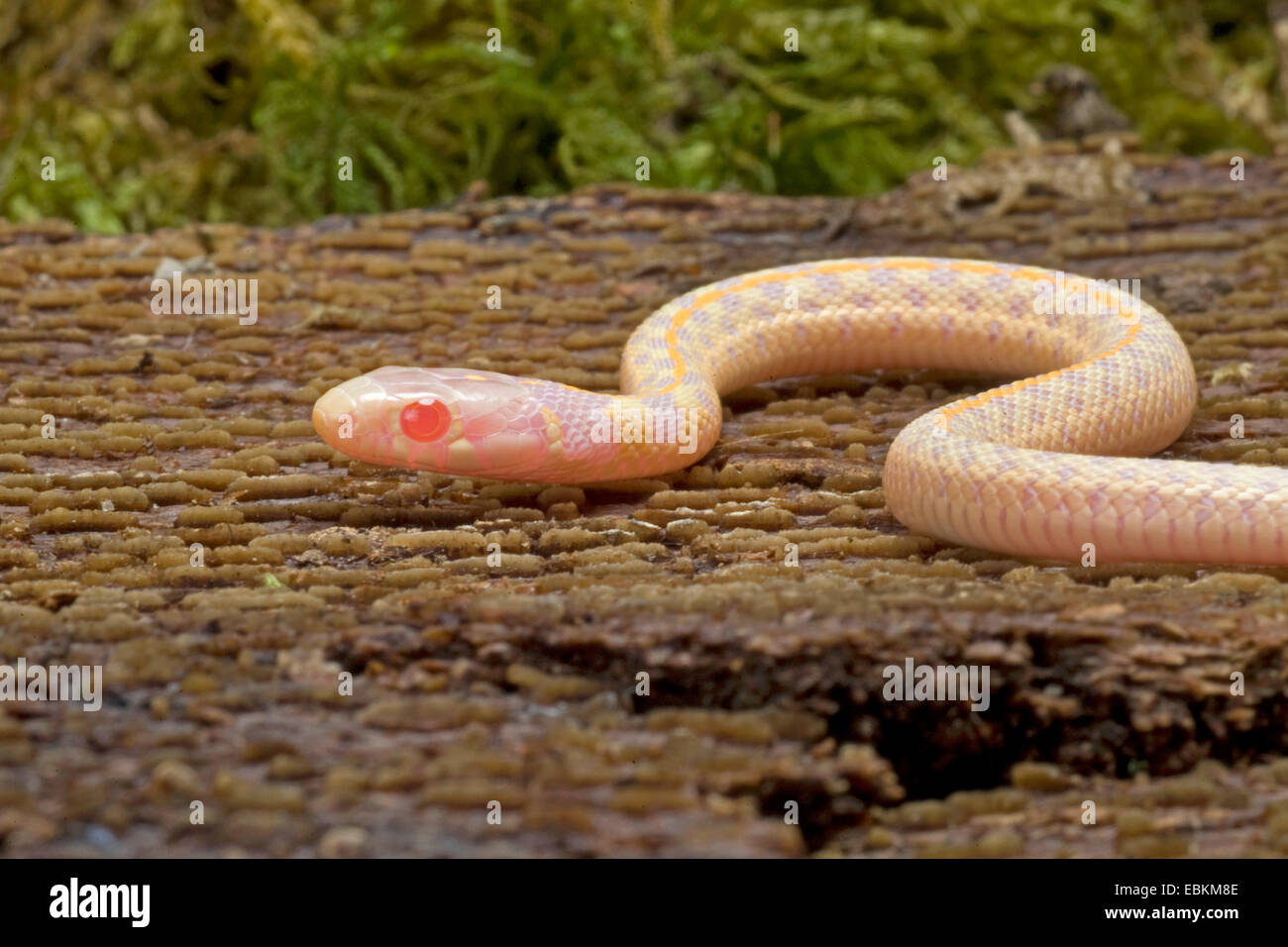 Checkered Garter Snake (Thamnophis marcianus), albino Stock Photo - Alamy