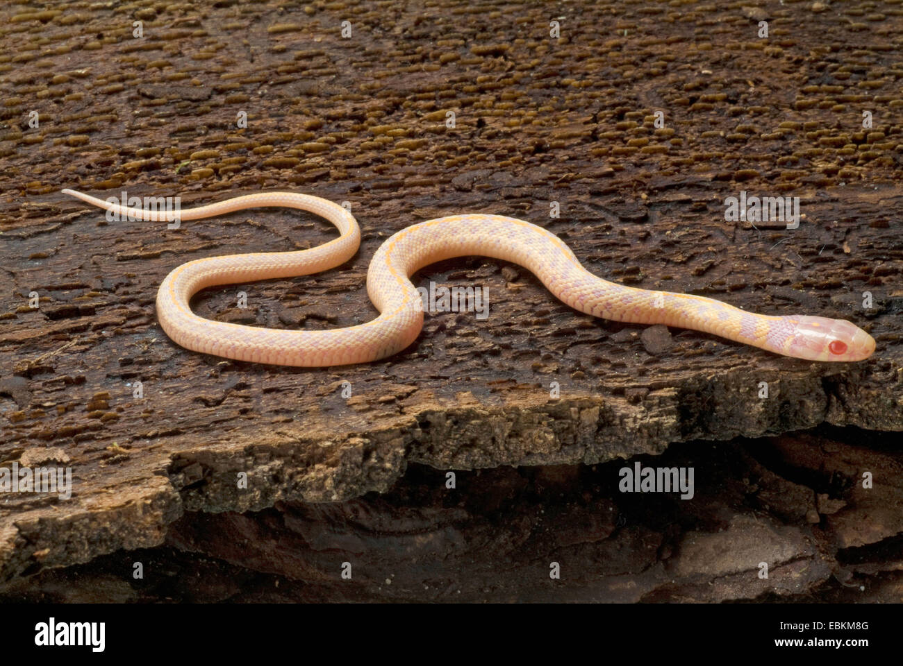 Albino snake hi-res stock photography and images - Alamy