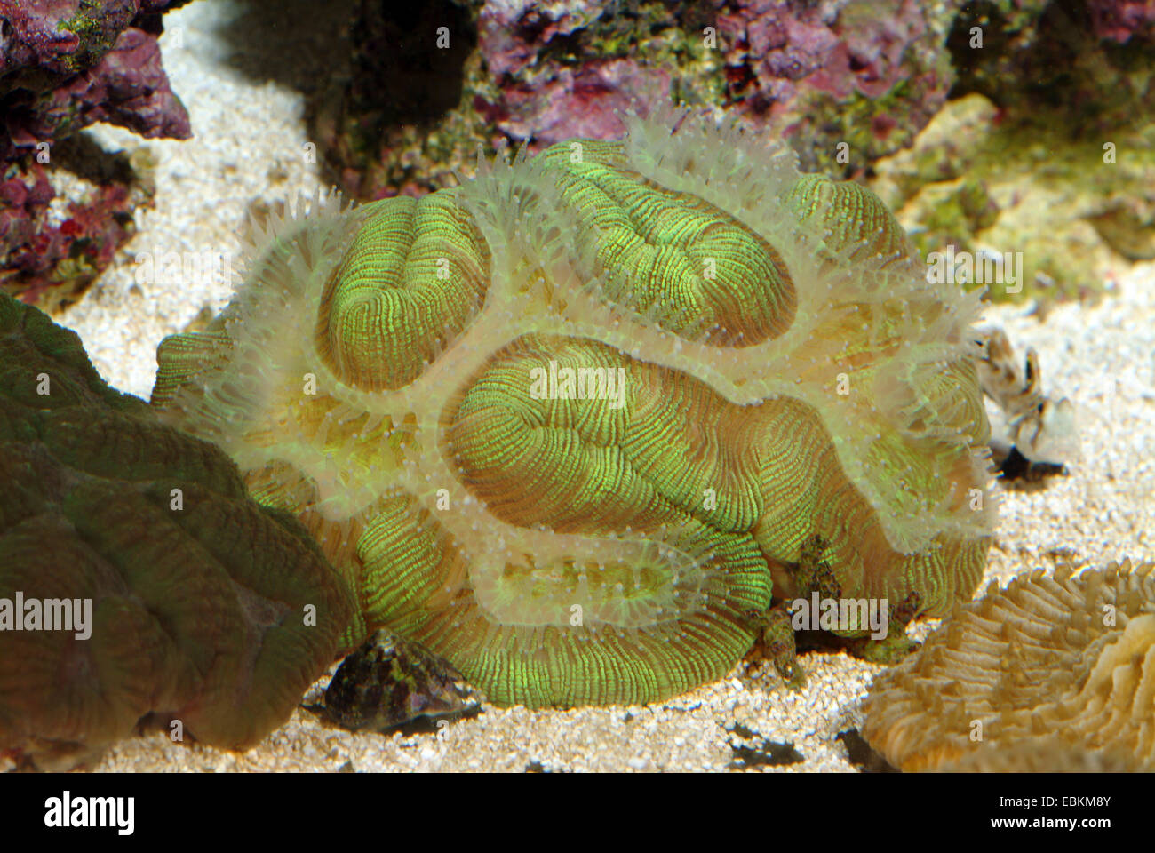 Symphyllia hi-res stock photography and images - Alamy