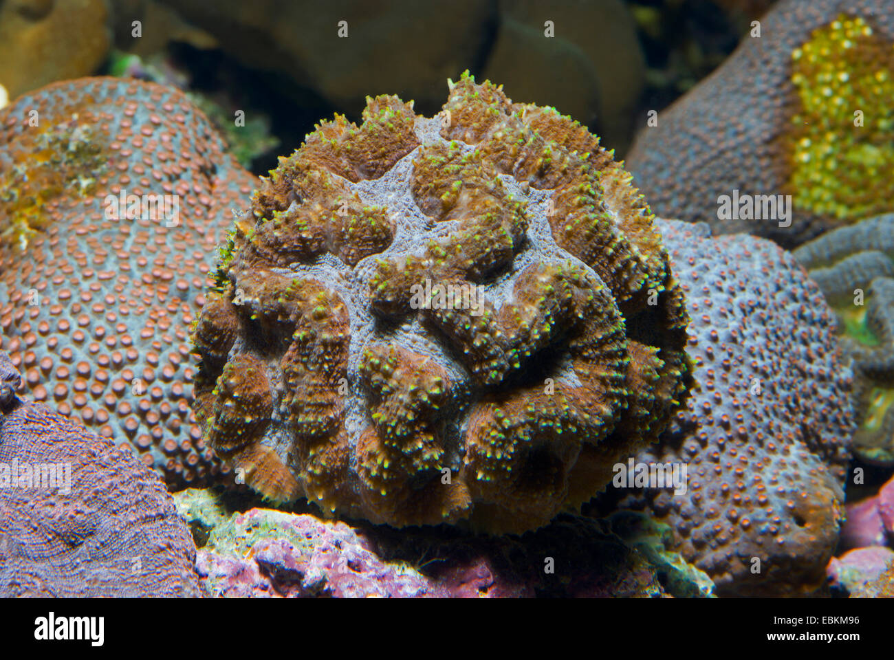 Stony Coral (Symphyllia spec.), side view of a colony Stock Photo - Alamy