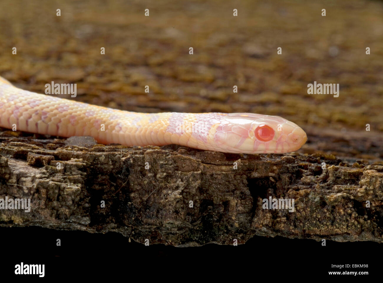 Checkered Garter Snake (Thamnophis marcianus), albino Stock Photo - Alamy