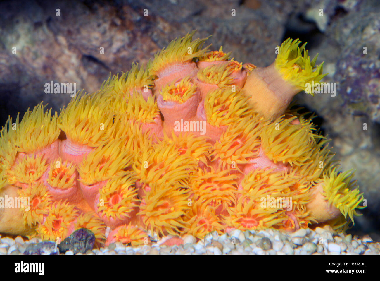 Tubastrea Coral Stock Photos & Tubastrea Coral Stock Images - Alamy