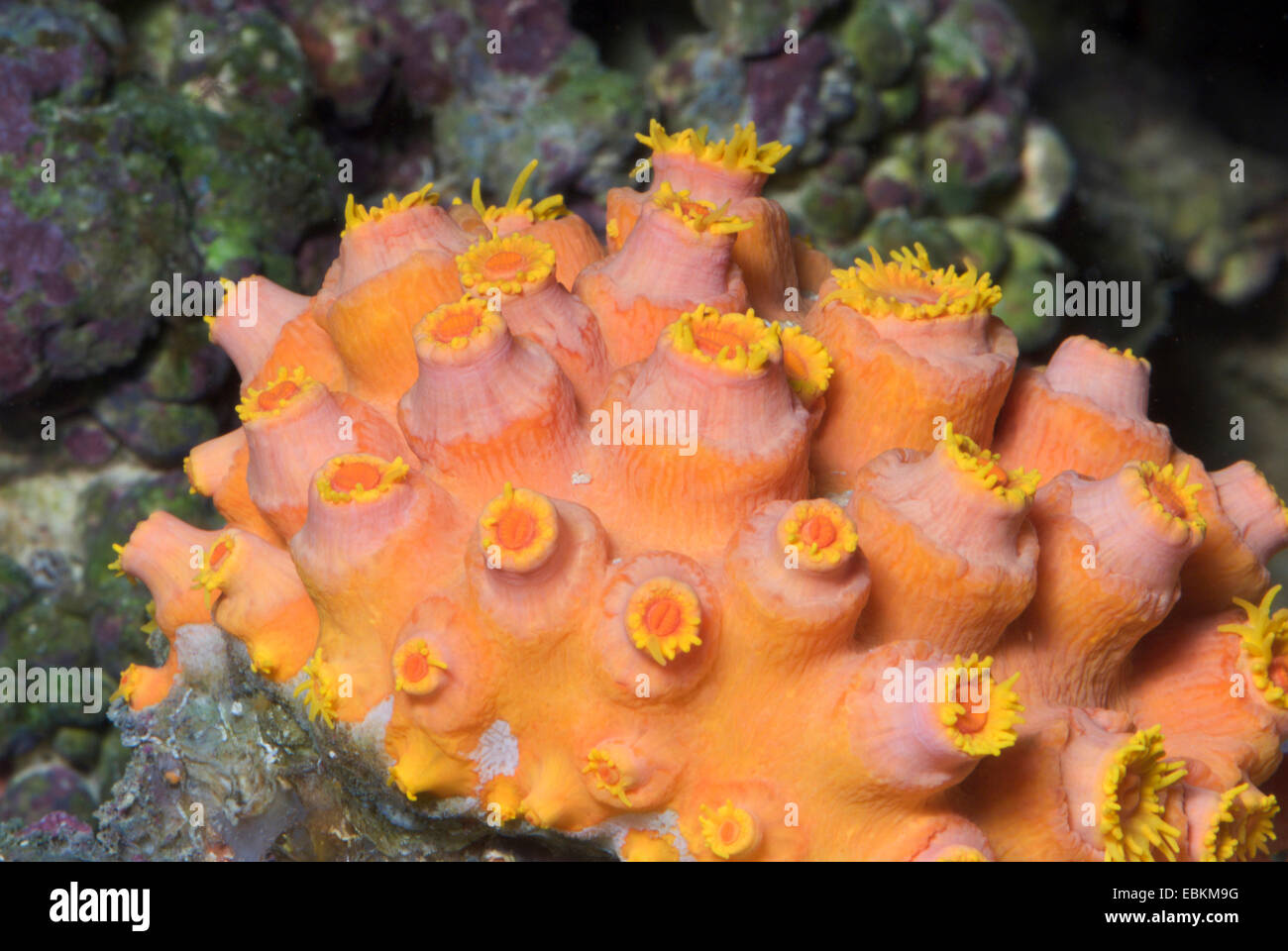 Tubastrea Coral Stock Photos & Tubastrea Coral Stock Images - Alamy