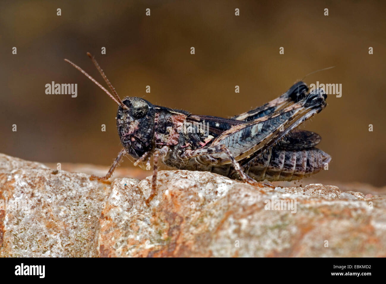 mottled grasshopper (Myrmeleotettix maculatus, Gomphocerus maculatus ...
