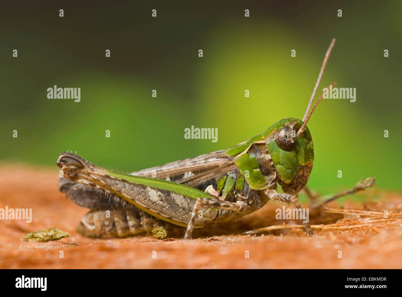 mottled grasshopper (Myrmeleotettix maculatus, Gomphocerus maculatus ...