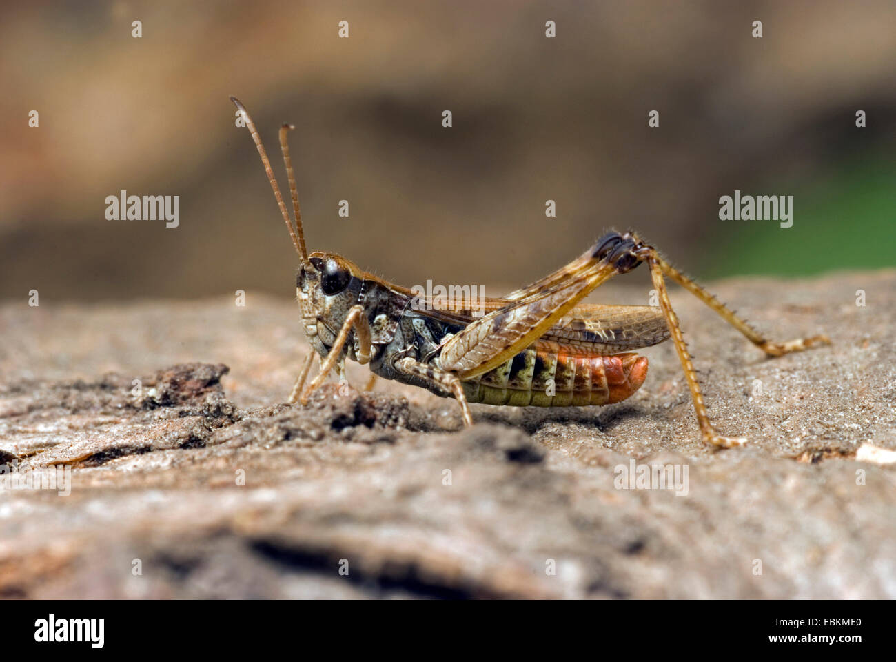 mottled grasshopper (Myrmeleotettix maculatus, Gomphocerus maculatus ...
