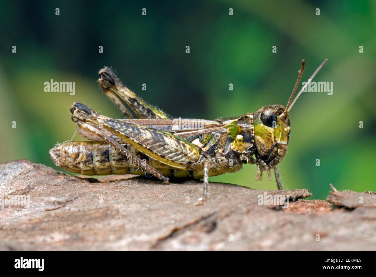 mottled grasshopper (Myrmeleotettix maculatus, Gomphocerus maculatus ...