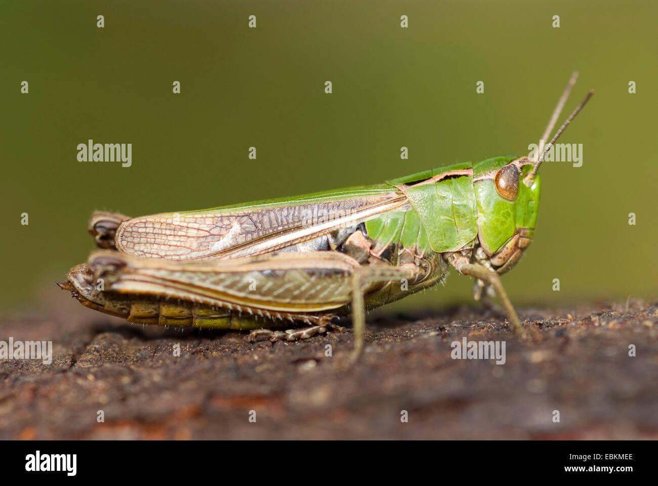 common green grasshopper (Omocestus viridulus), sitting on a stone ...