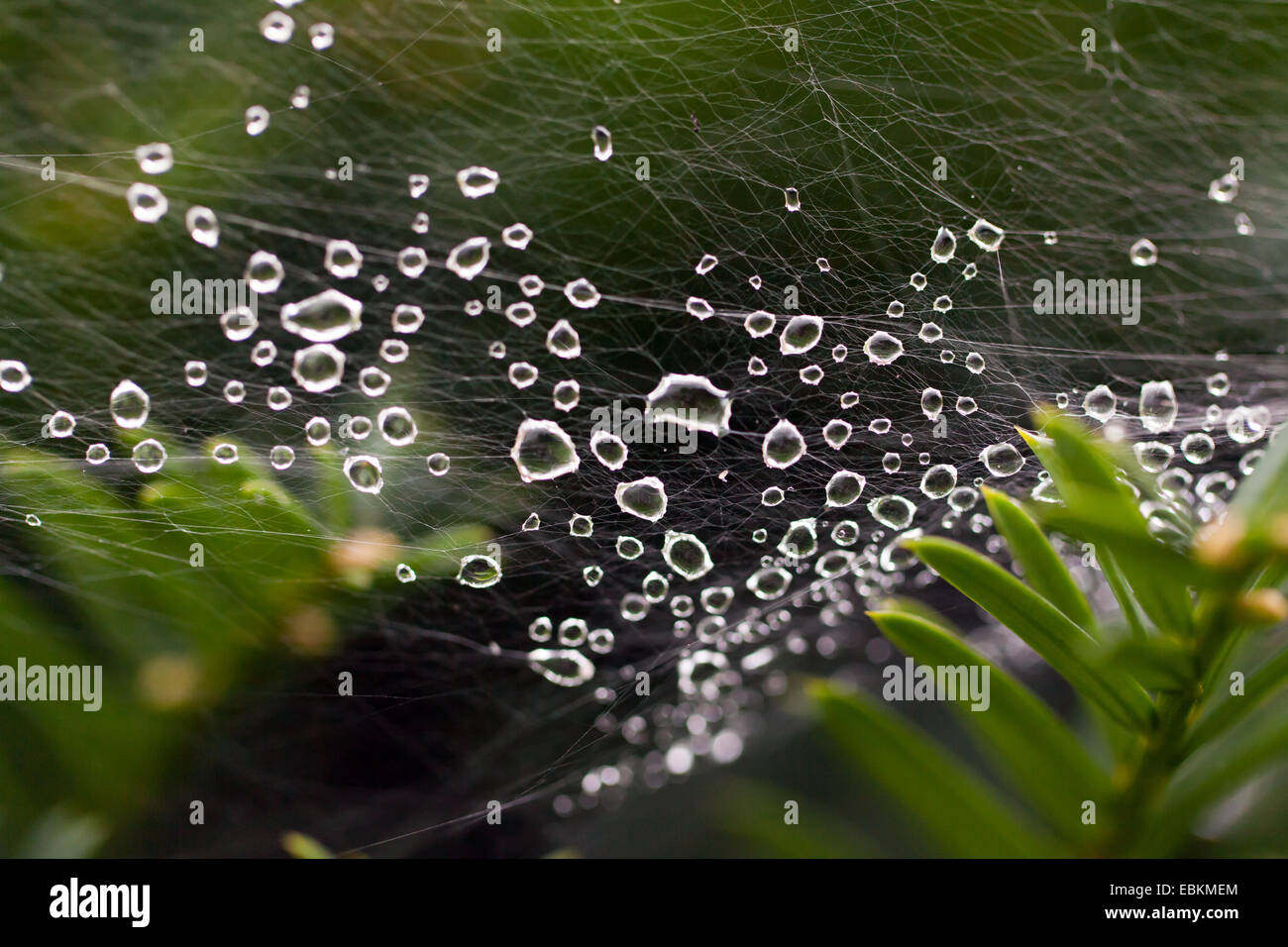 Spiders Web With Raindrops High Resolution Stock Photography and Images ...