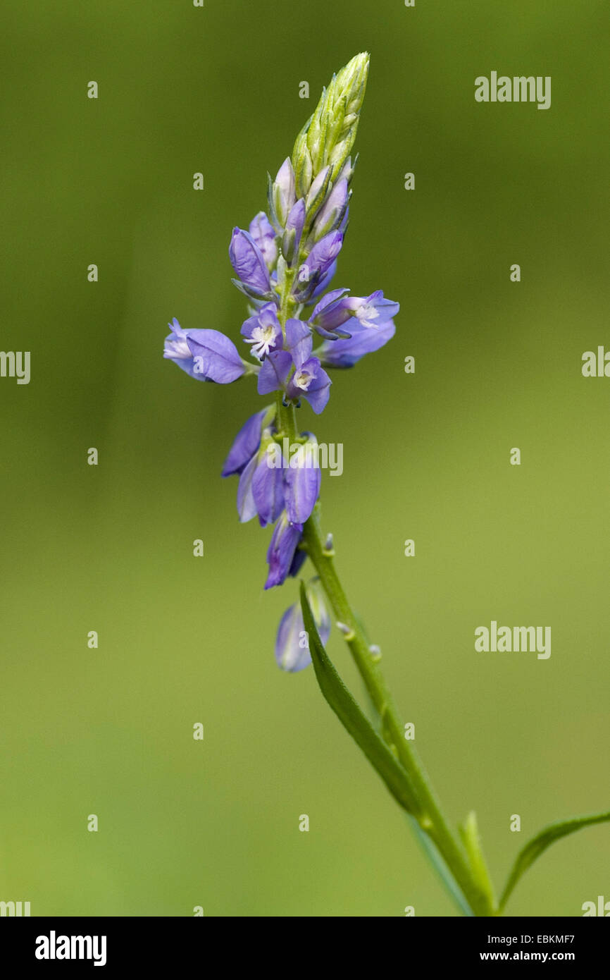 common milkwort (Polygala vulgaris), inflorescence, deutscha Stock ...