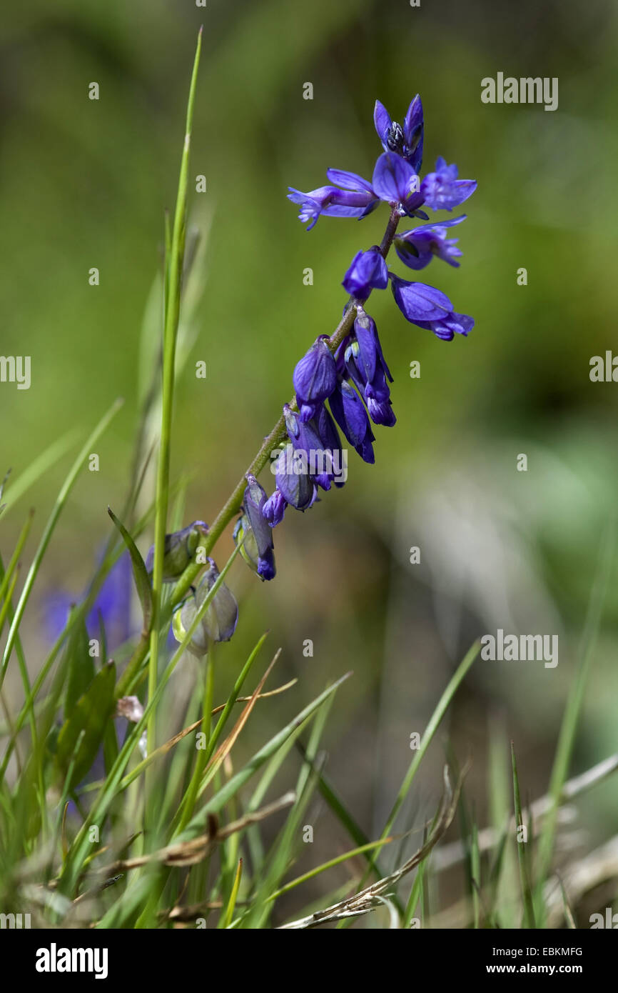 common milkwort (Polygala vulgaris), inflorescence, deutscha Stock ...