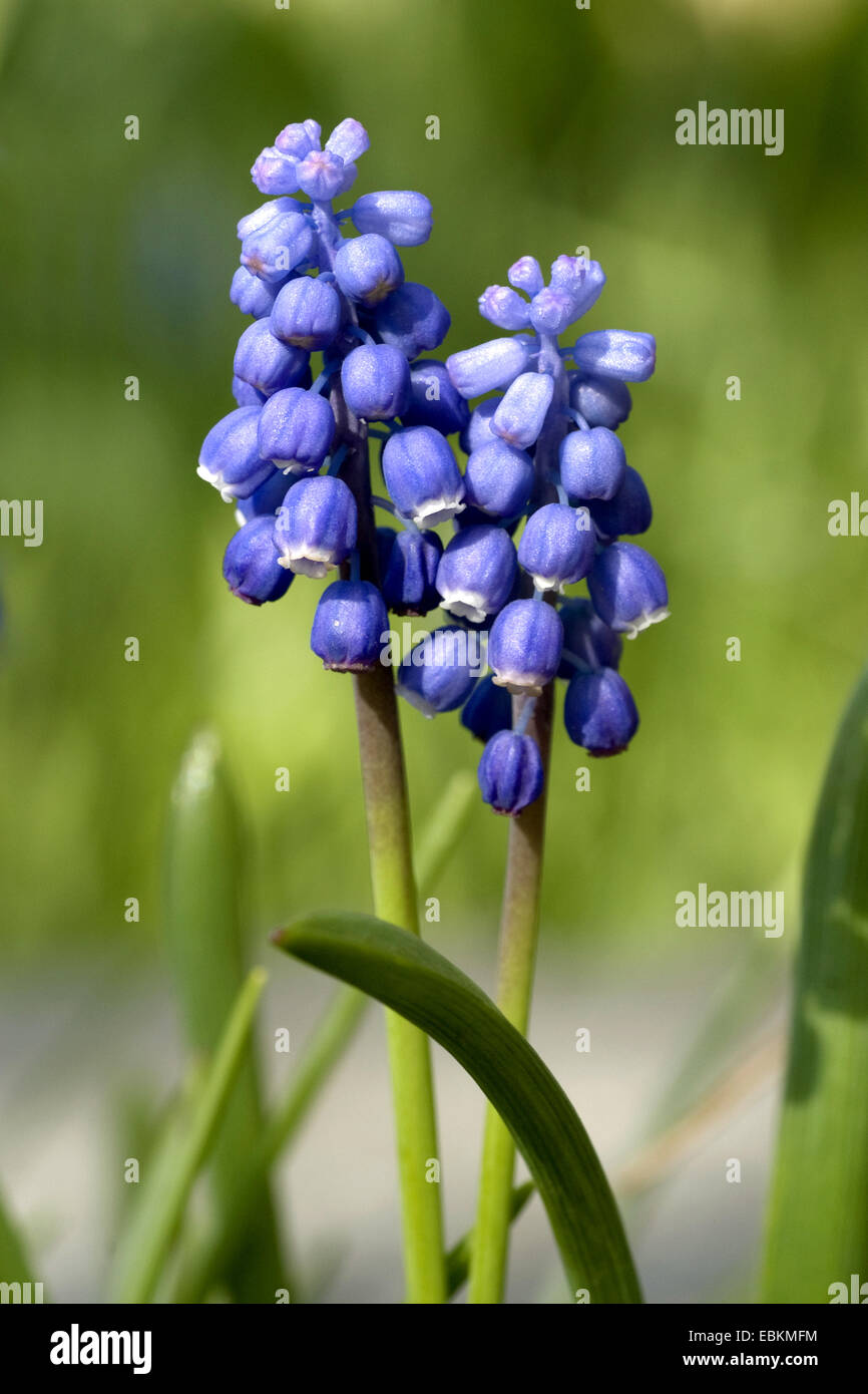 small grape hyacinth, common grape hyacinth (Muscari botryoides ...