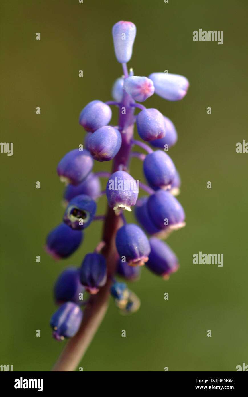 small grape hyacinth, common grape hyacinth (Muscari botryoides ...