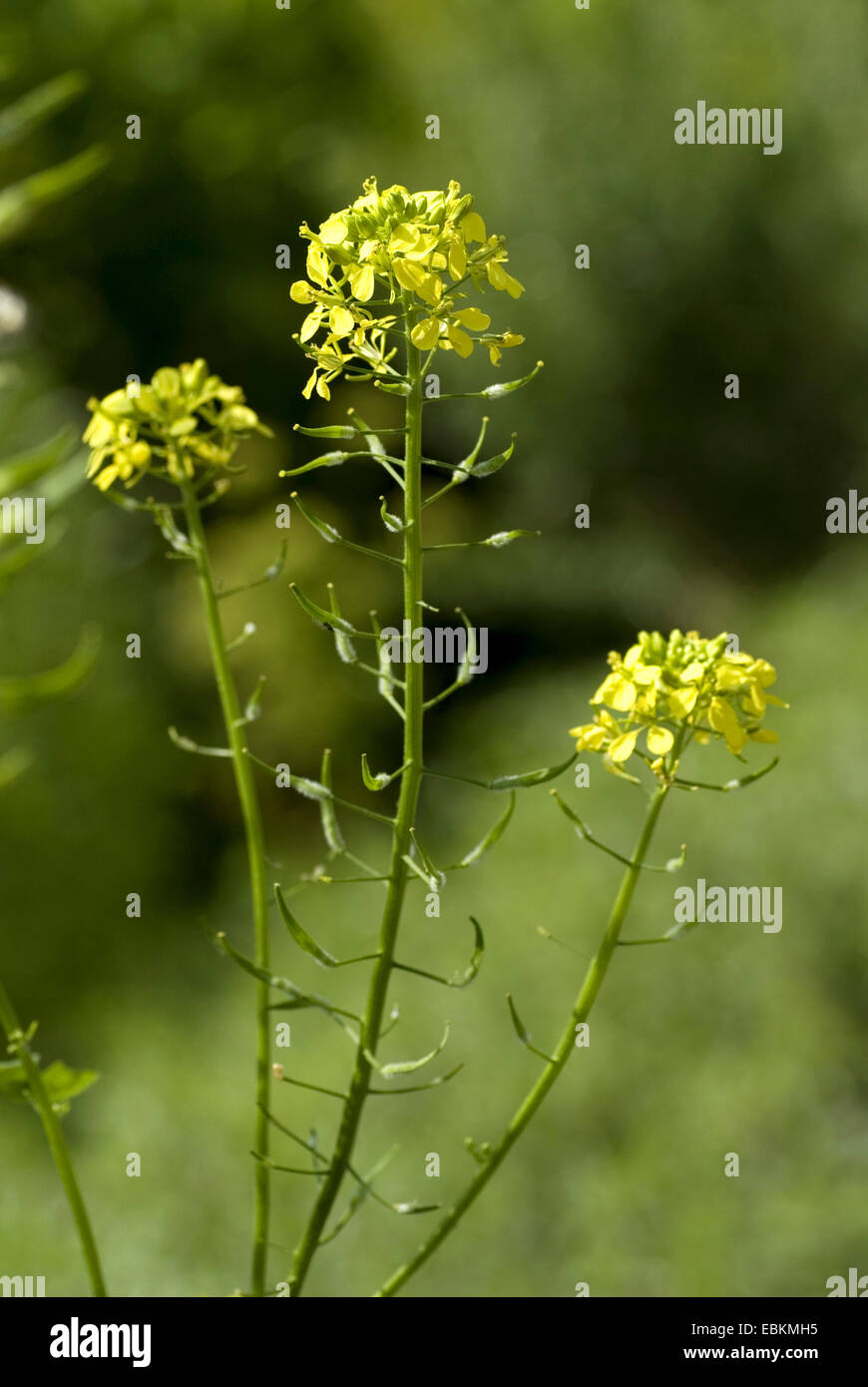 white mustard (Sinapis alba), inflorescence Stock Photo - Alamy
