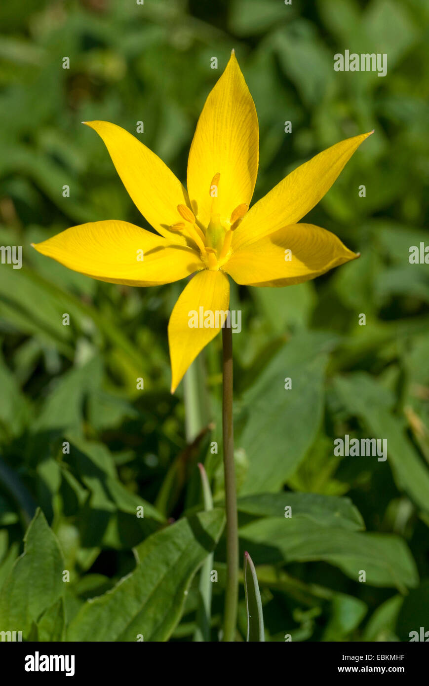 Open flower hi-res stock photography and images - Alamy