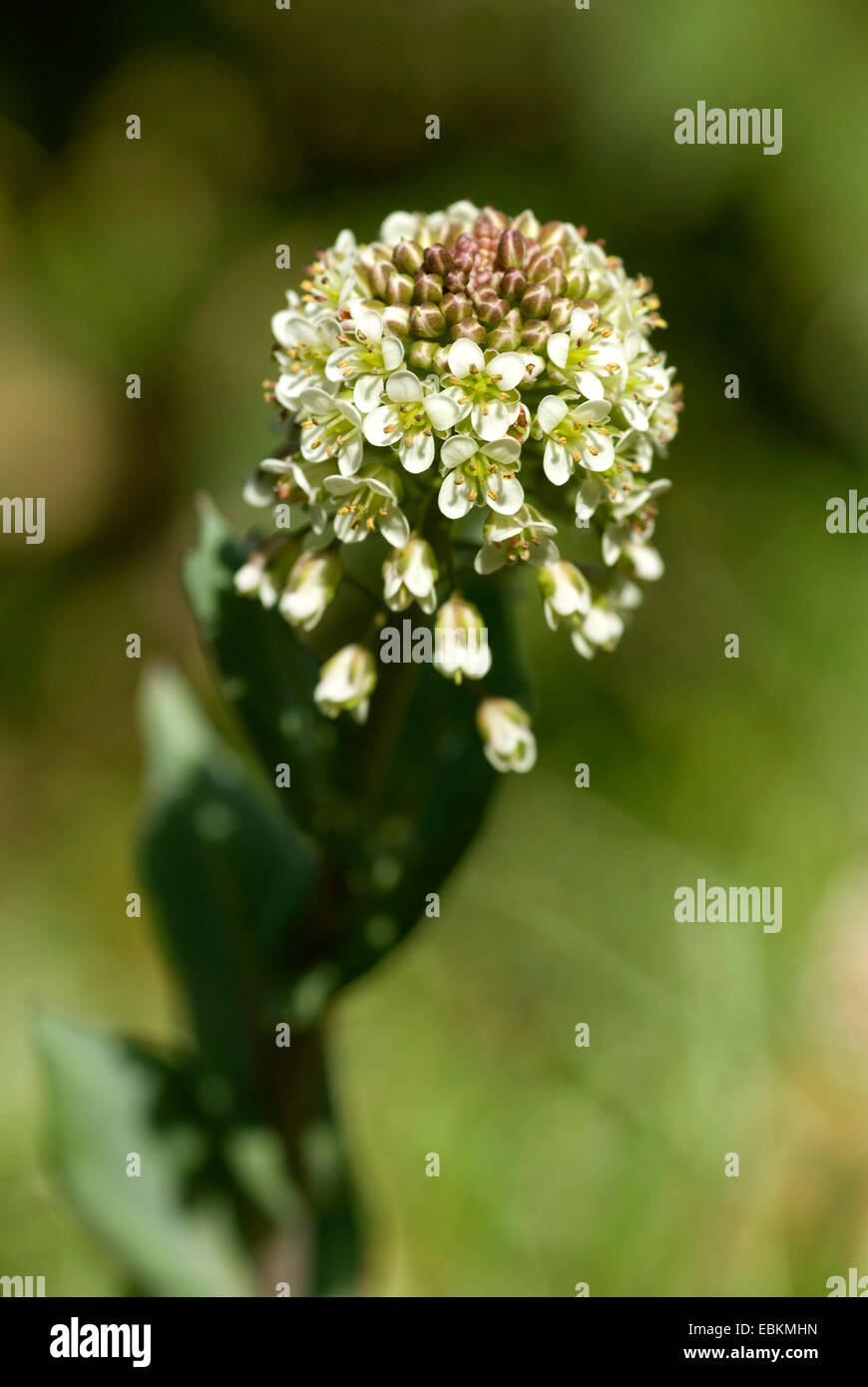 Alpinepenny-cress (Thlaspi caerulescens), blooming, Germany Stock Photo ...