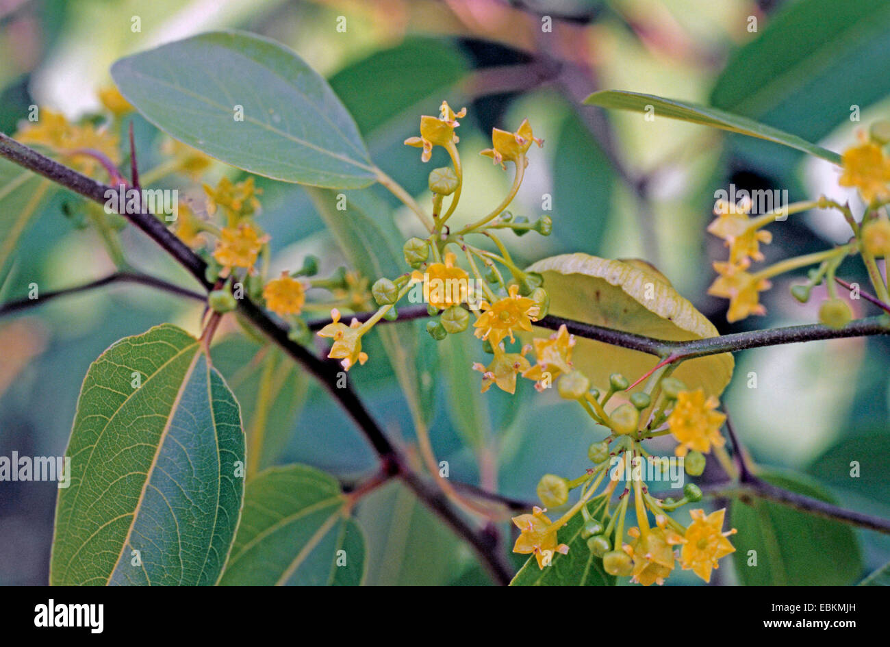 Christ's thorn, Jerusalem thorn (Paliurus spina-christi), with flowers ...