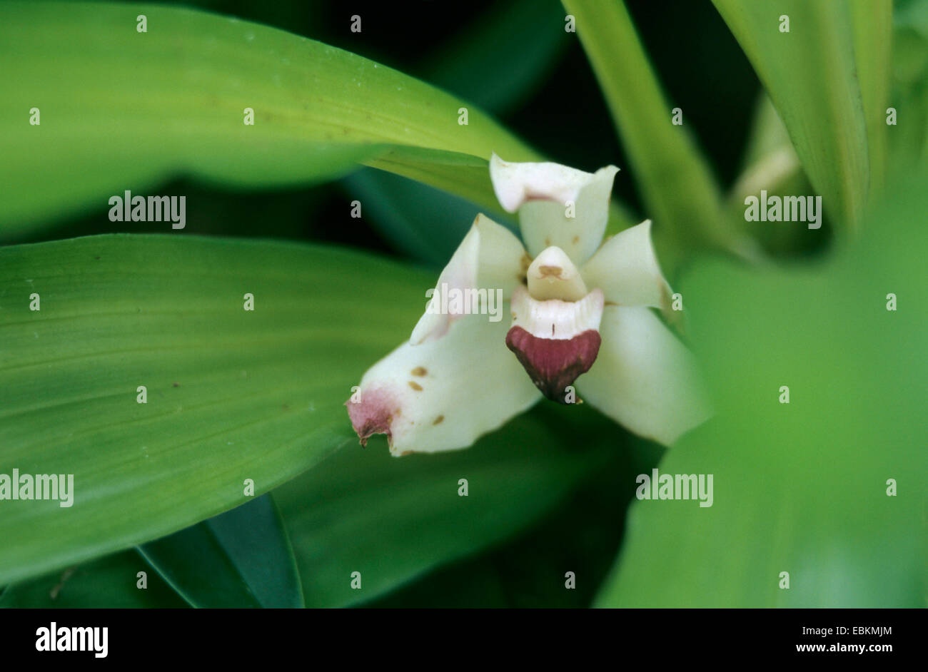 Pescatoria (Pescatoria wallisii), flower Stock Photo - Alamy
