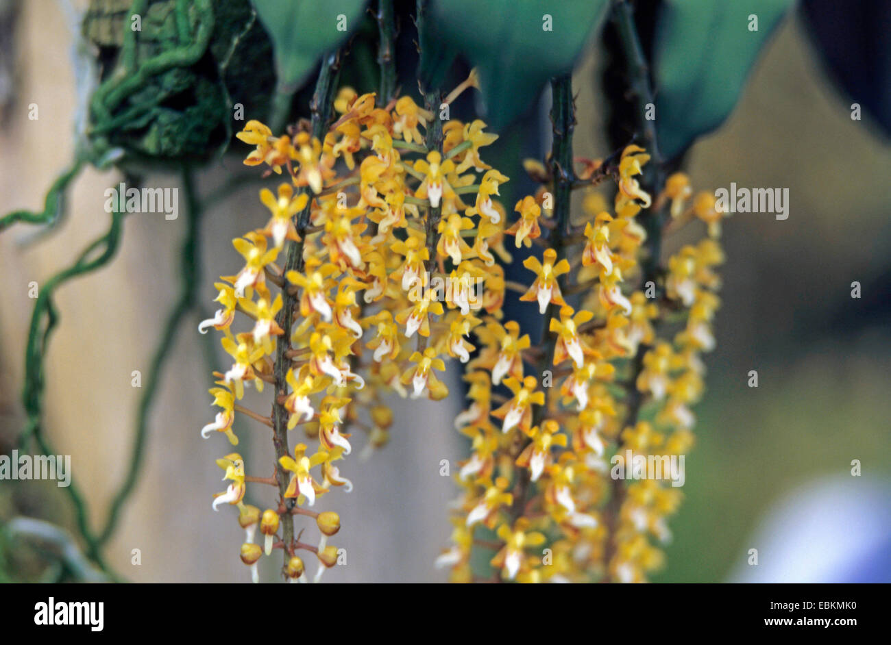 Malleola hi-res stock photography and images - Alamy