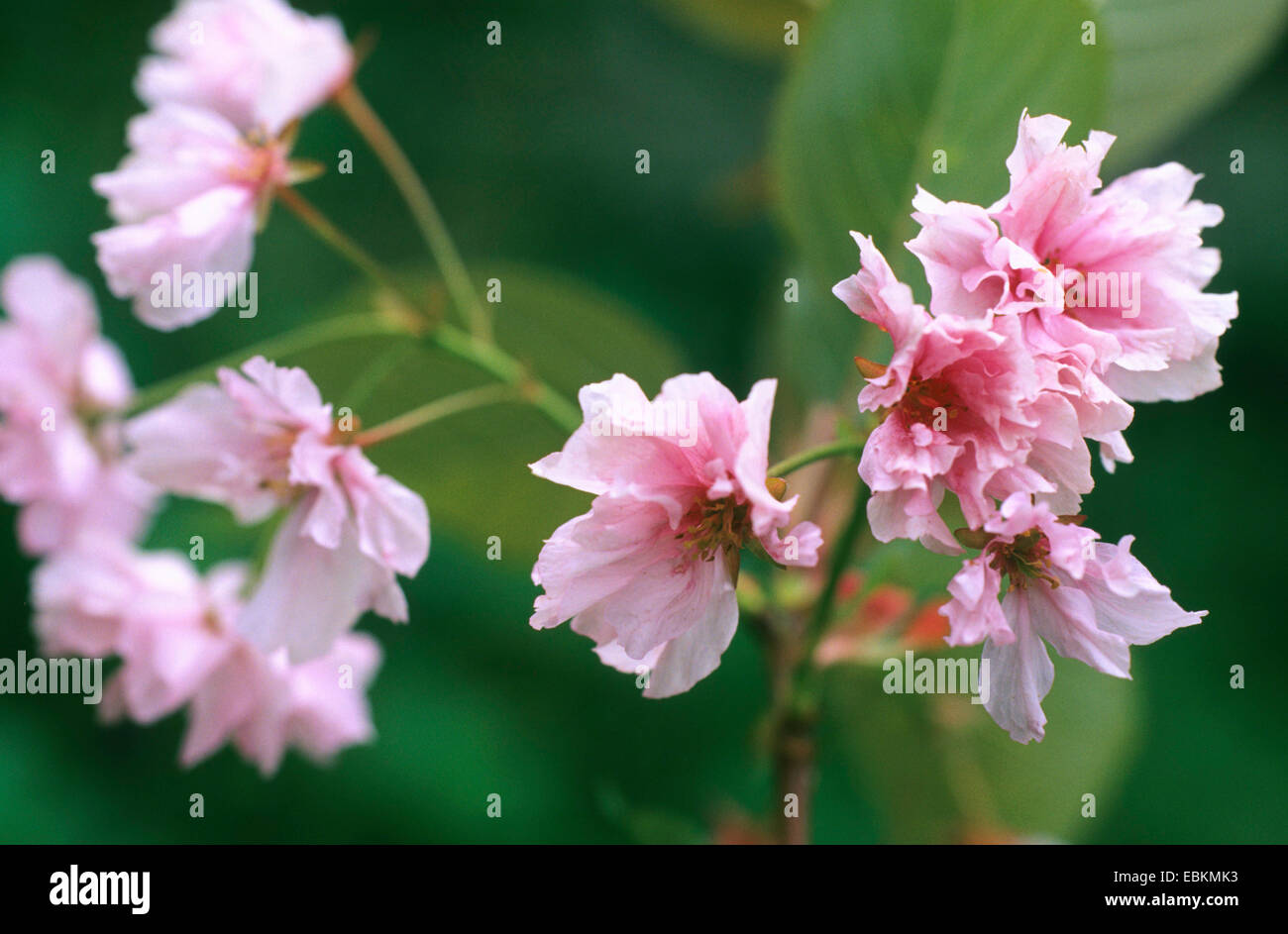 Kanzan cherry blossom tree hi-res stock photography and images - Alamy