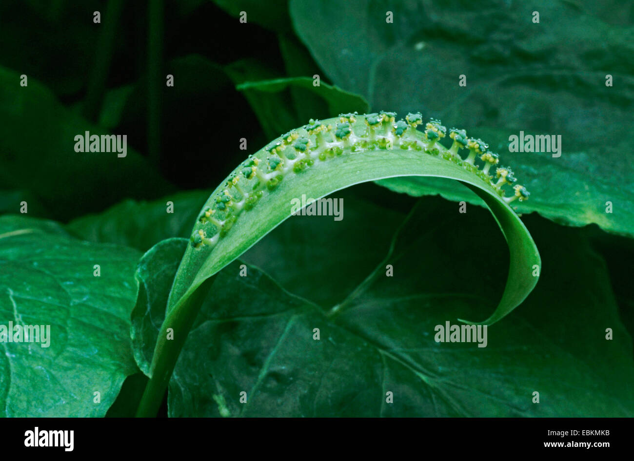 worm plant, fruit sheath plant (Spathicarpa hastifolia), blooming Stock ...