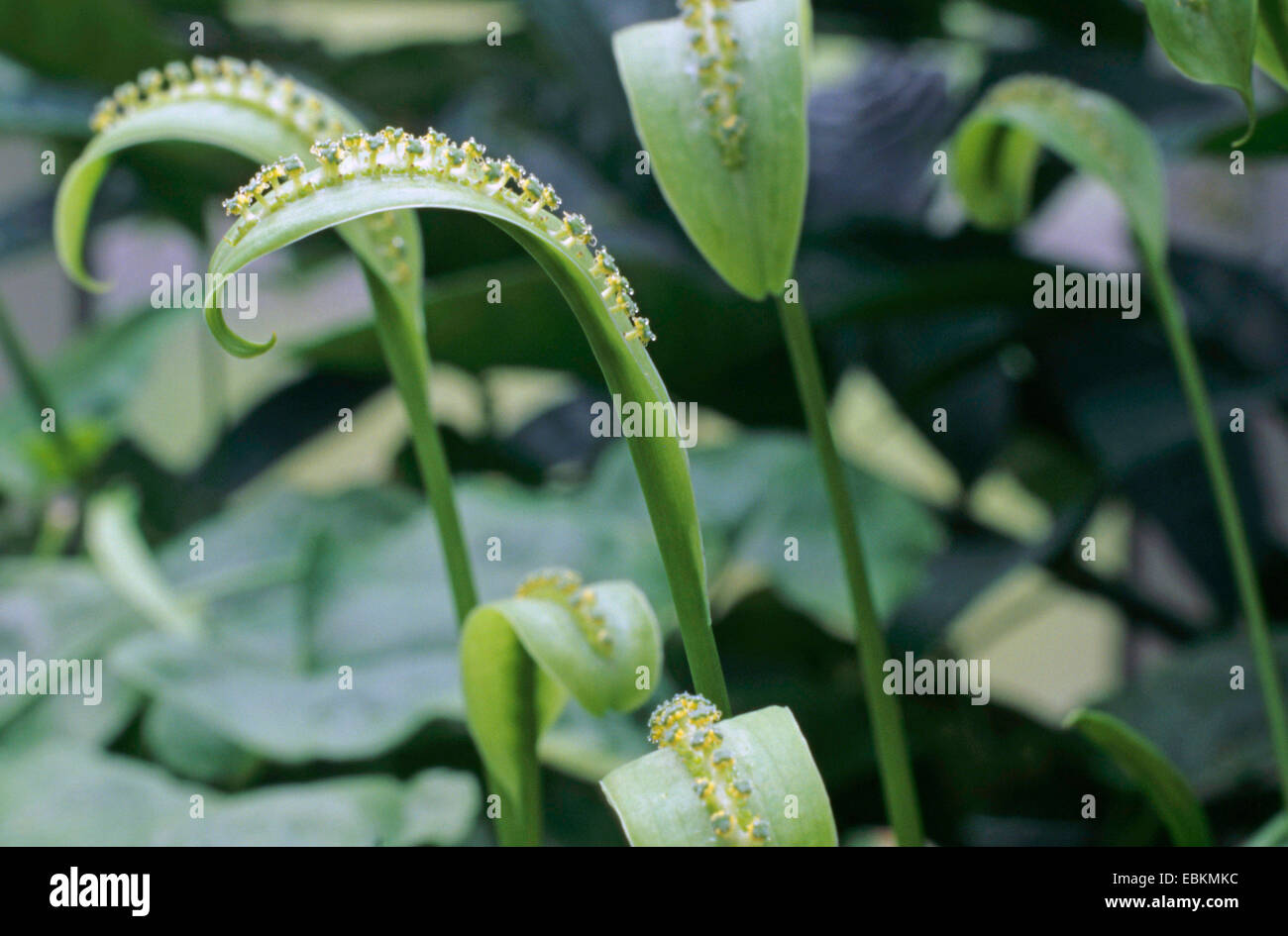 worm plant, fruit sheath plant (Spathicarpa hastifolia), blooming Stock ...