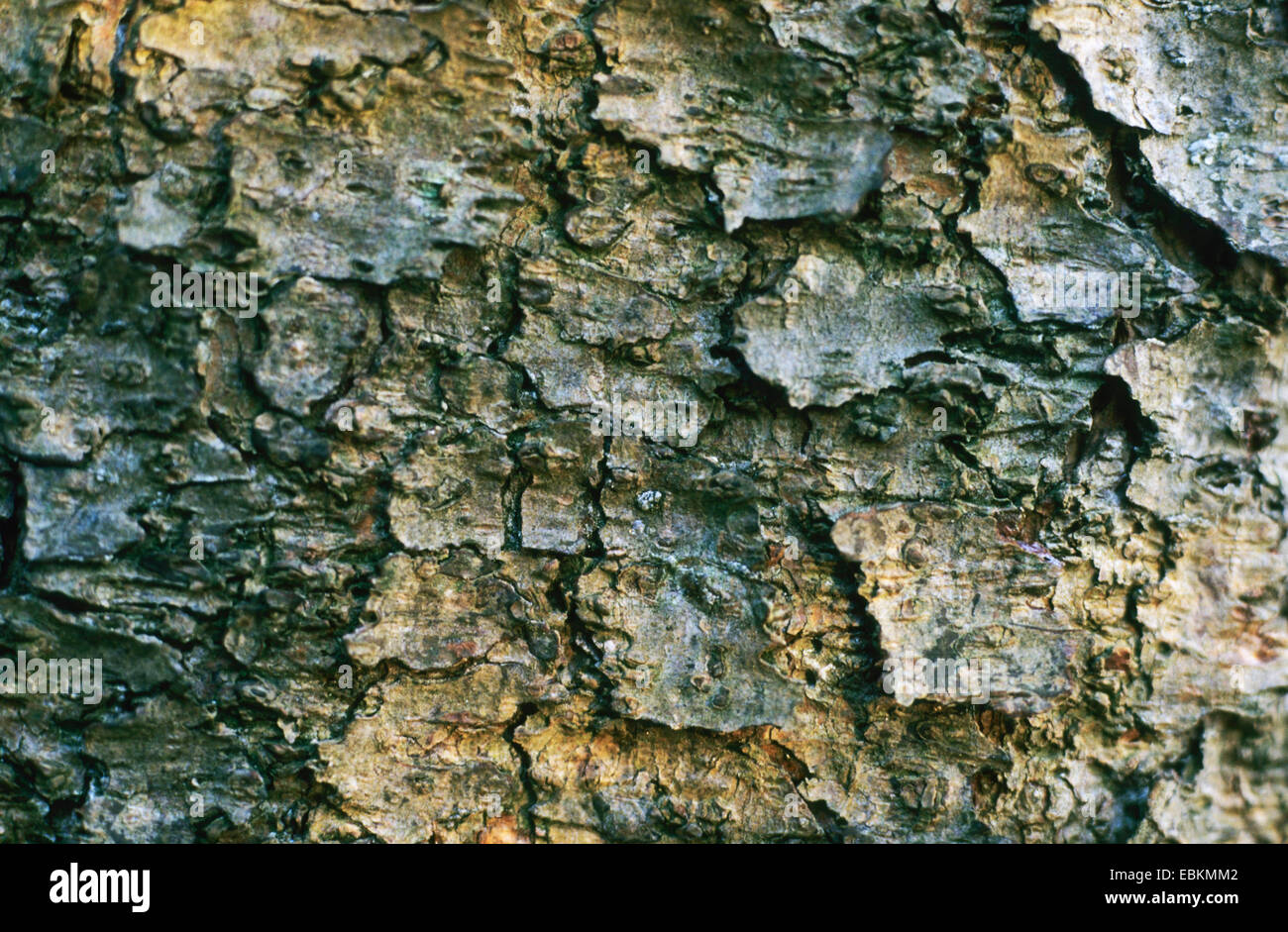 Shore Pine Pinus Contorta Contorta High Resolution Stock Photography ...