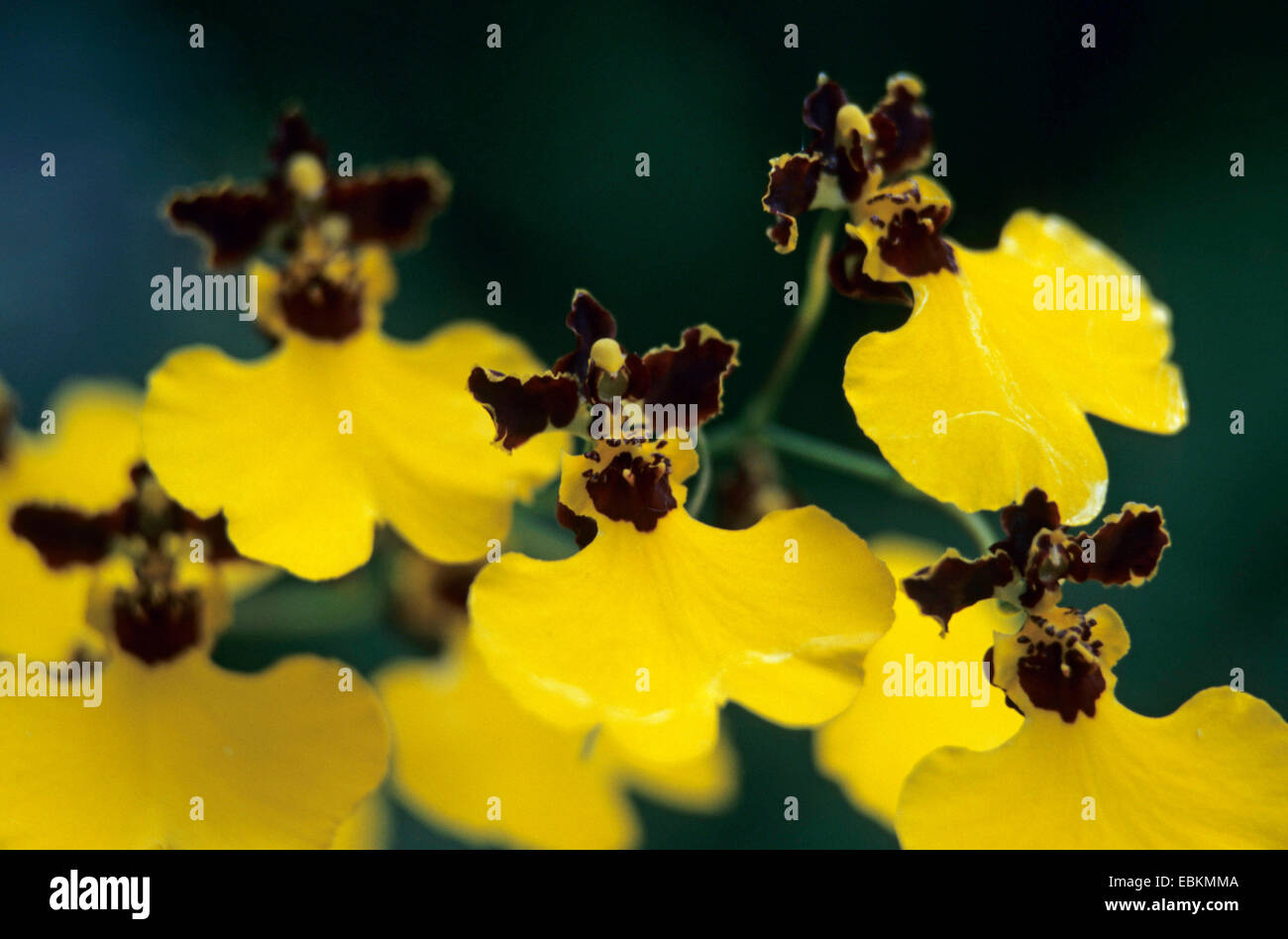 Oncidium hi-res stock photography and images - Alamy