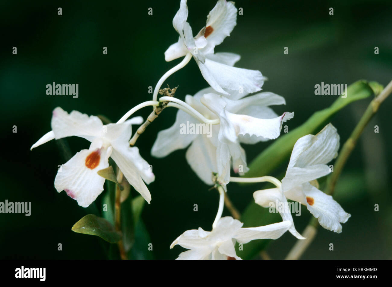 Dendrobium annae (Dendrobium annae), blooming Stock Photo - Alamy