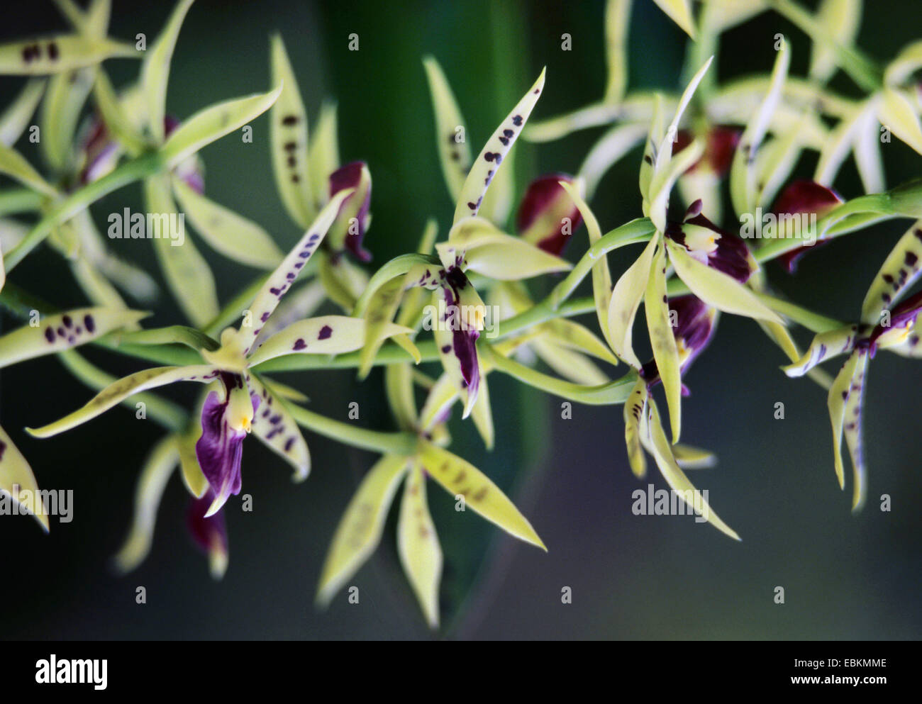 Dendrobium annae (Dendrobium 'Elfin', Dendrobium Elfin), cultivar Elfin ...