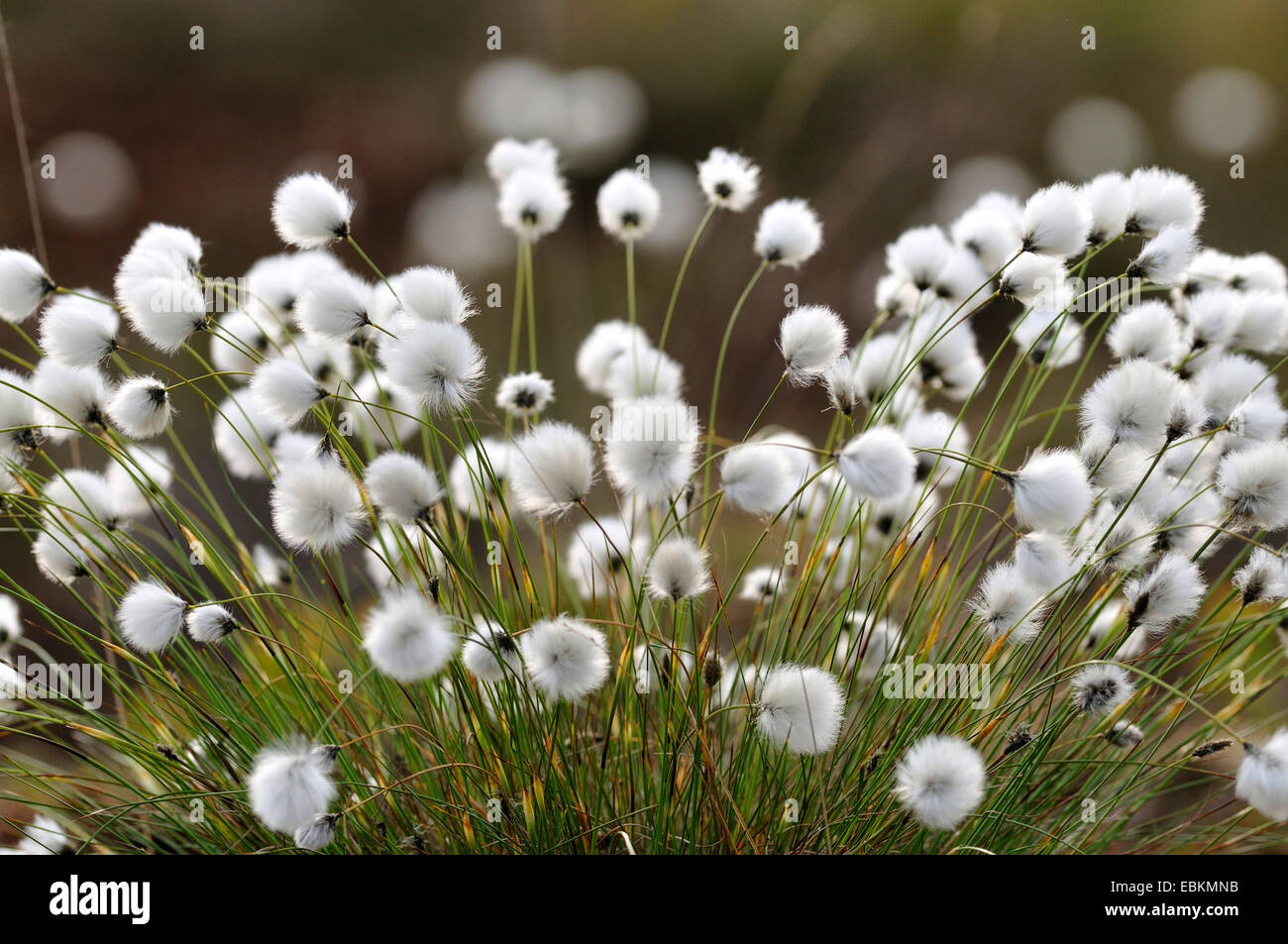 tussock cotton-grass, hare's-tail cottongrass (Eriophorum vaginatum ...