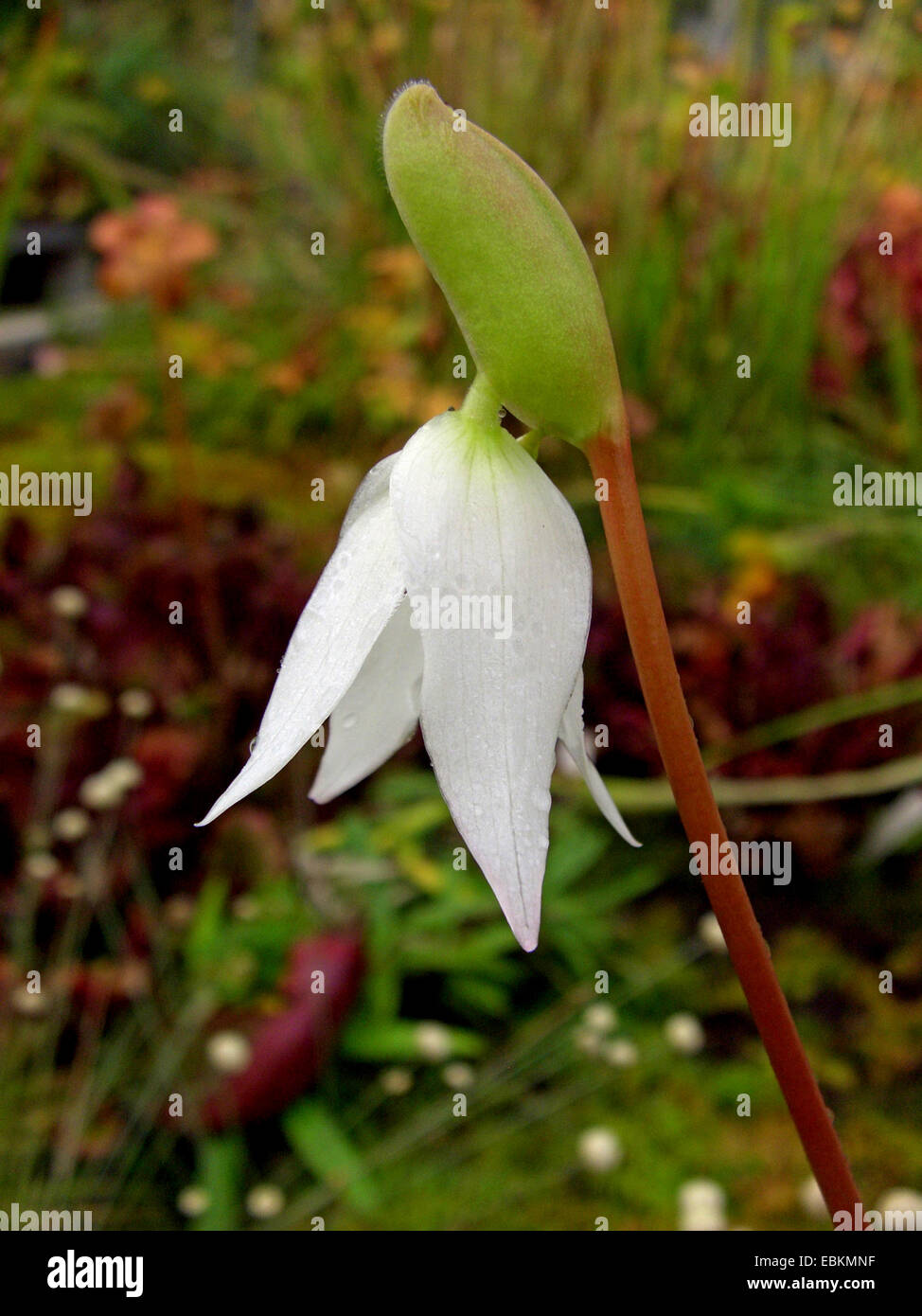 sun pitcher (Heliamphora nutans), flower Stock Photo - Alamy