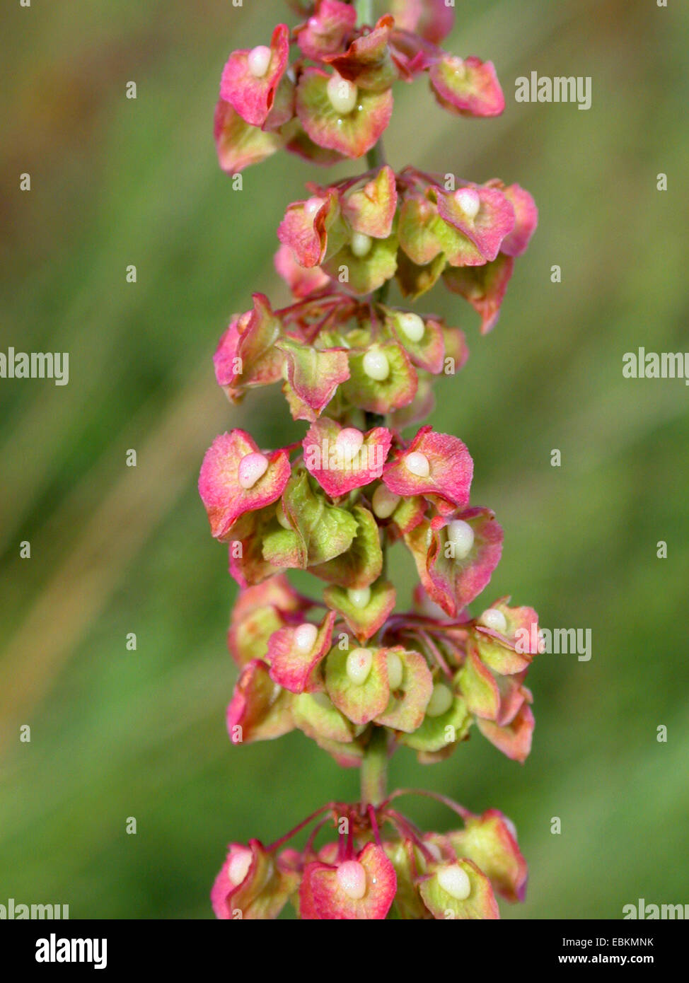 Curled dock, curly dock, yellow dock (Rumex crispus), infructescence ...