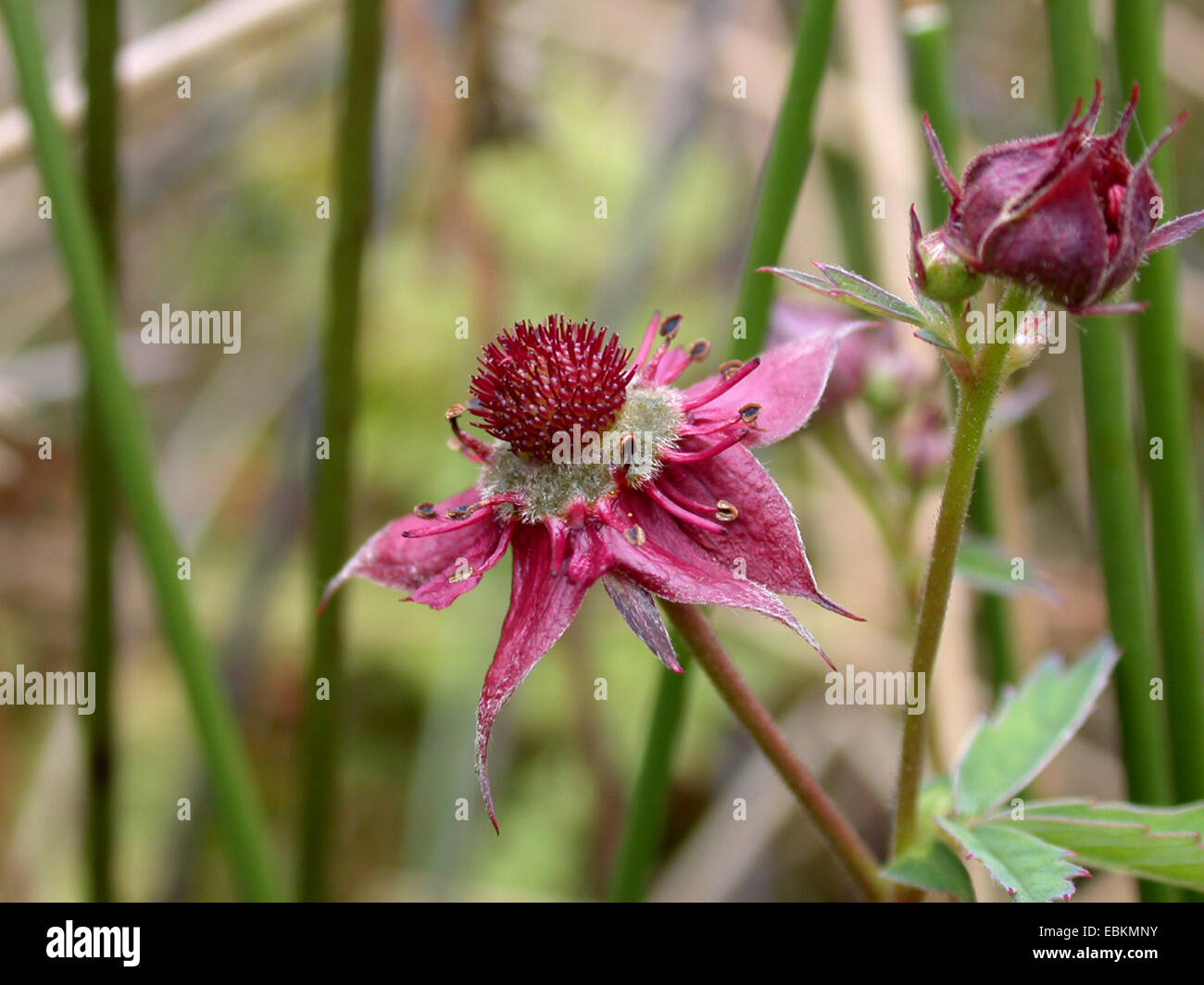 Purple marsh flowers High Resolution Stock Photography and Images - Alamy