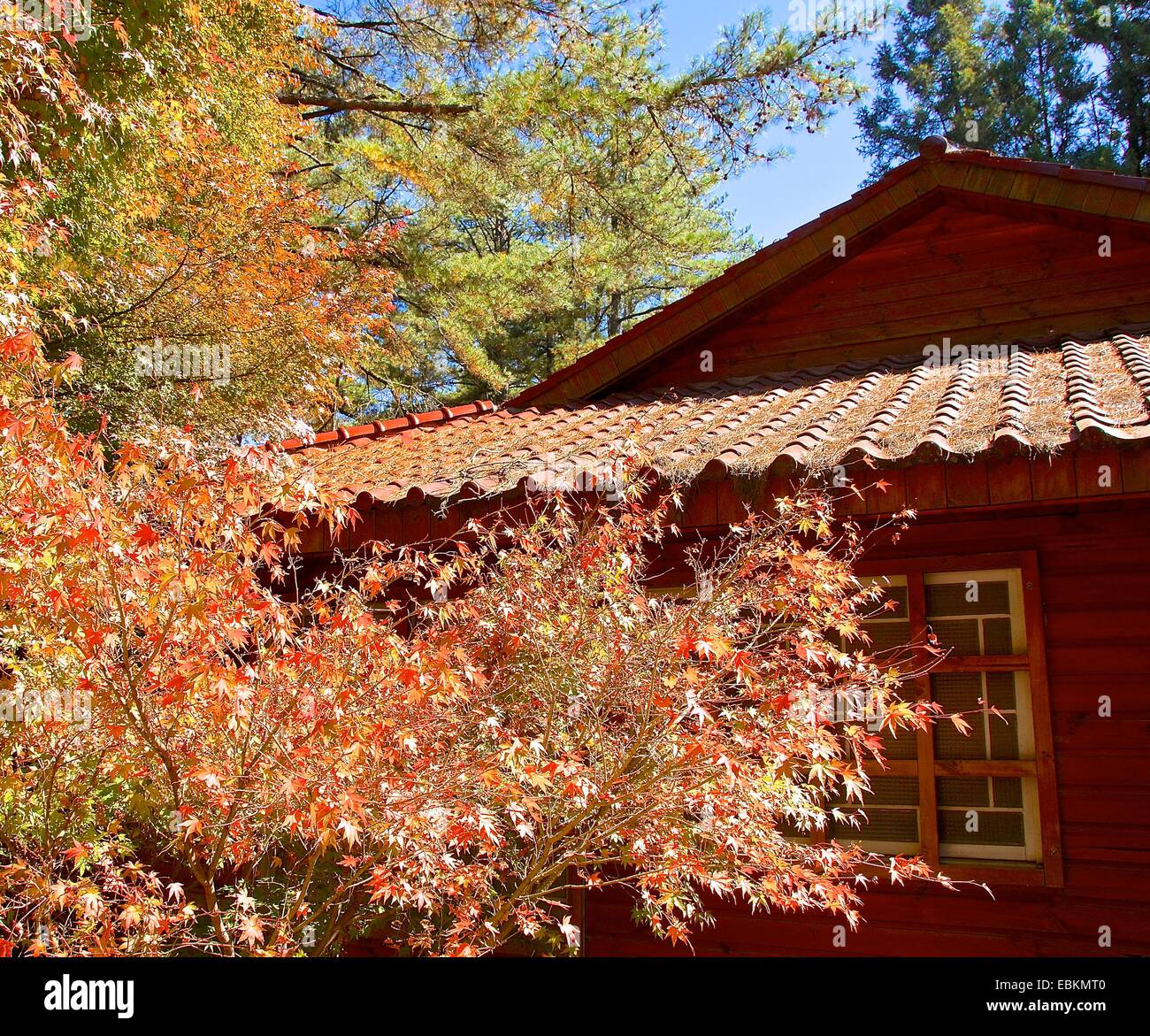 The beautiful maple leaves closeup in forests Stock Photo - Alamy